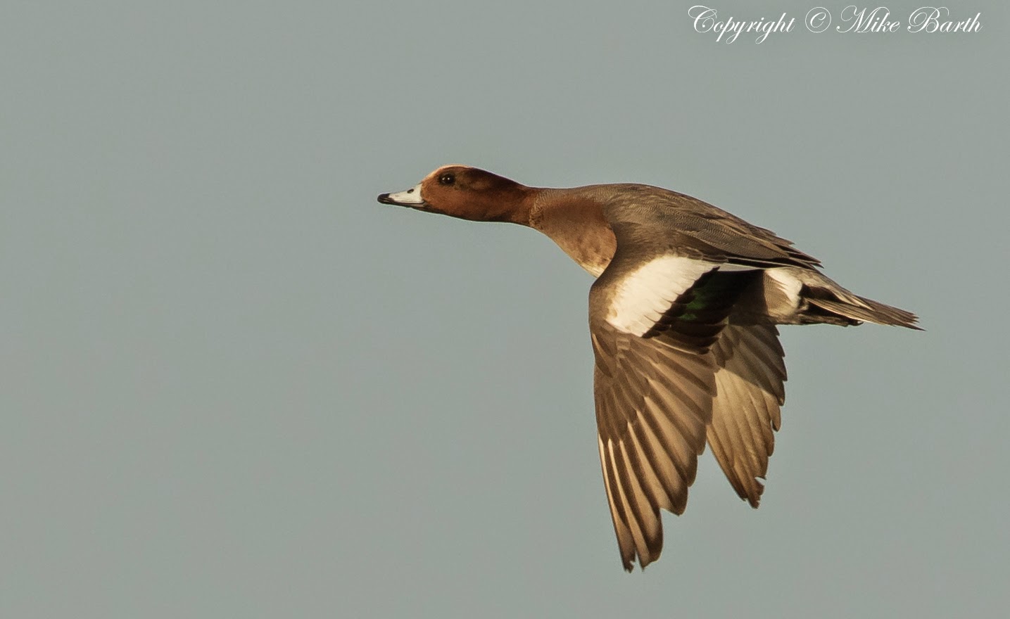 Desert Ducks | Focusing on Wildlife