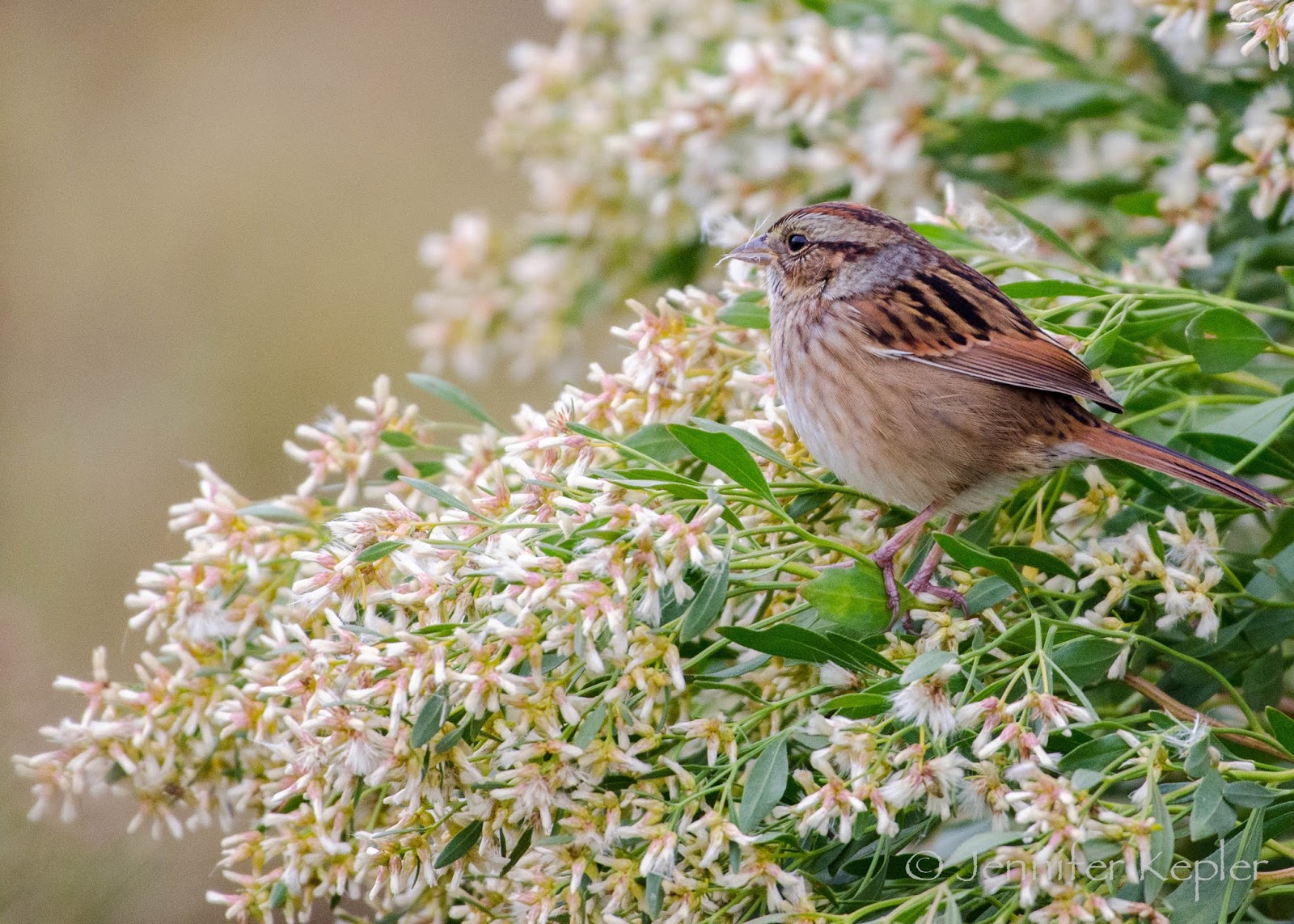 Snapshots of Nature: Sparrow Season