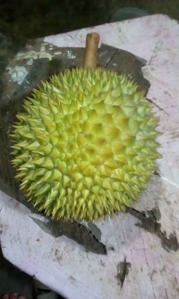 Berita TV Malaysia: Durian bunga merah