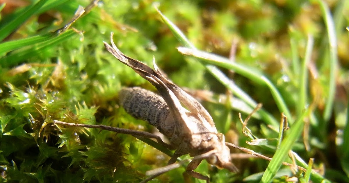 Hamish's wild world of insects: Moths with flightless females: two New ...