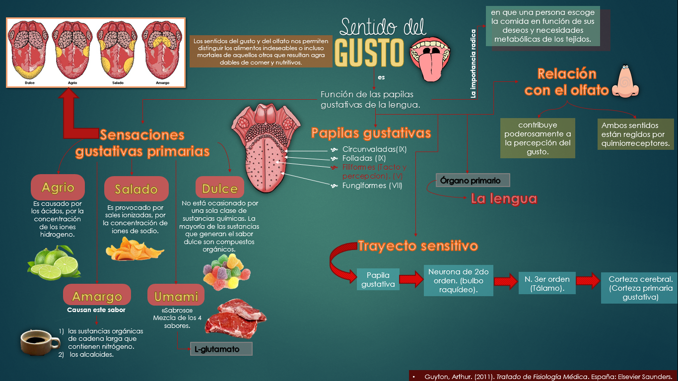 Neo médico : Sentidos: gusto