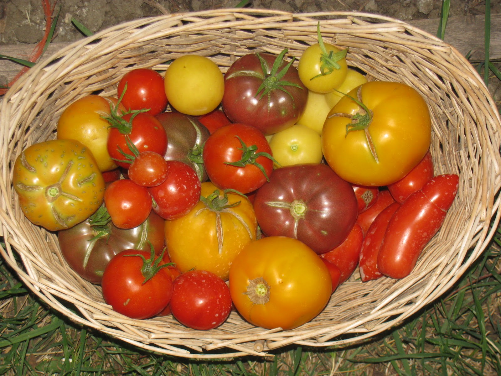 Eat a Peach (Tomato)