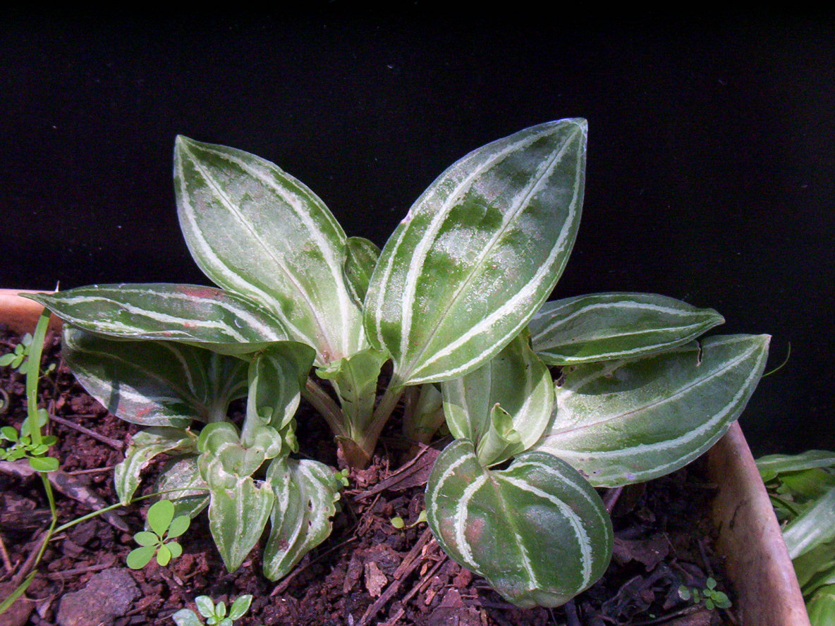 FLORA DE MISIONES Argentina: Cyclopogon calophyllus (Barb. Rodr.) Barb ...