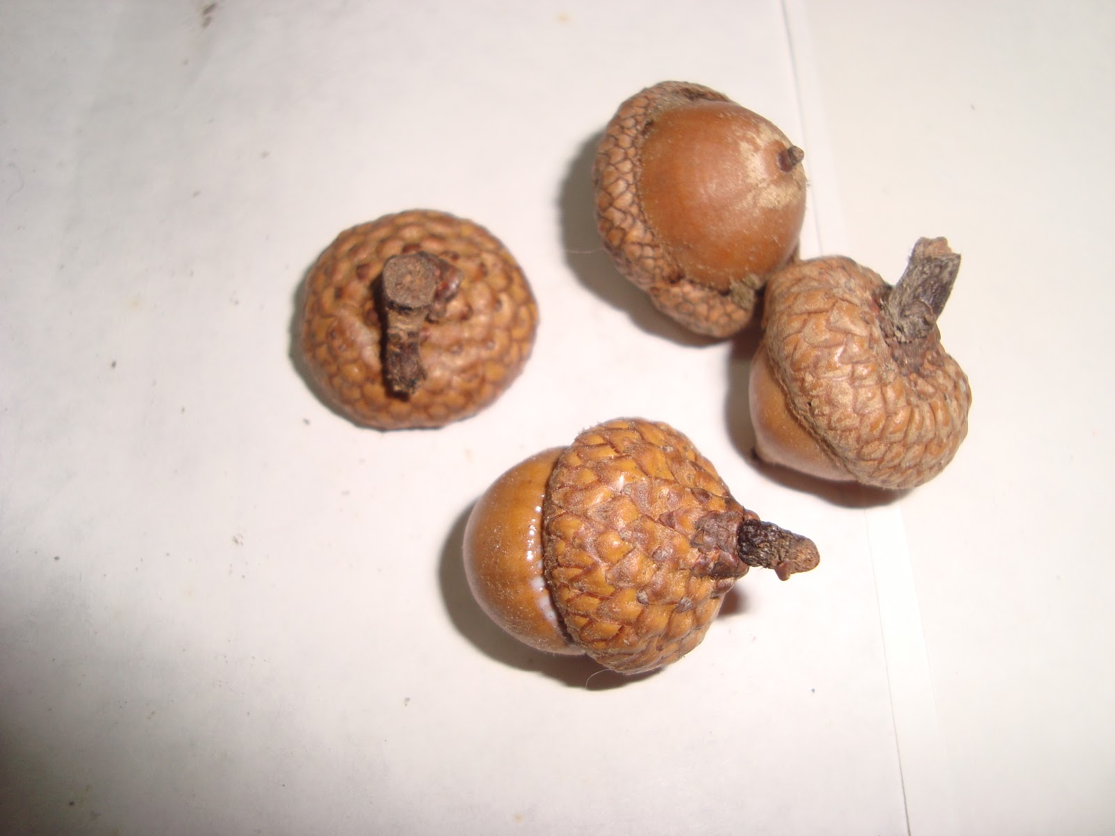 Lady of Whimsy: Acorns for Halloween