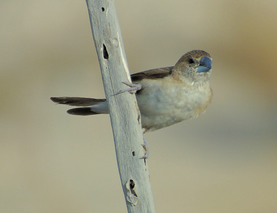 Birds of Saudi Arabia: Indian Silverbills in Dhahran Camp – Bird ...
