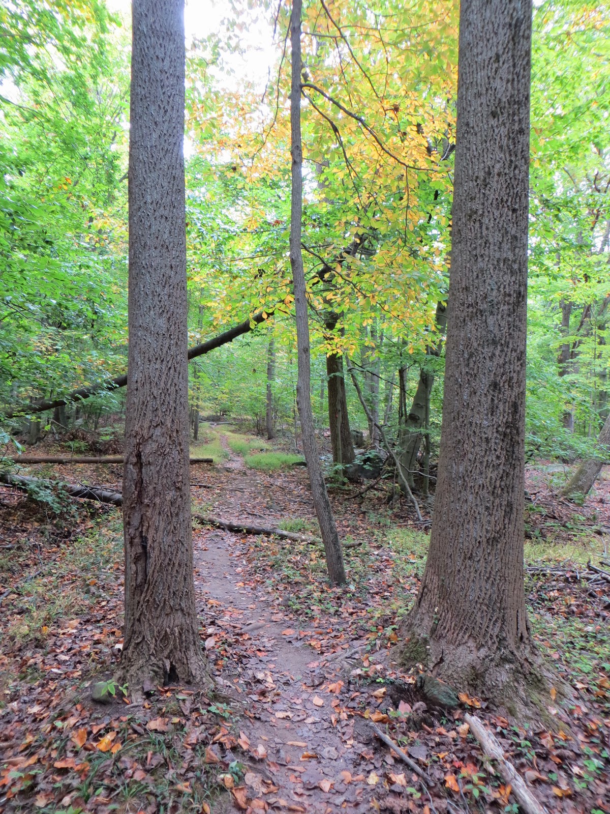 TM Gallery: alpine scout camp trail