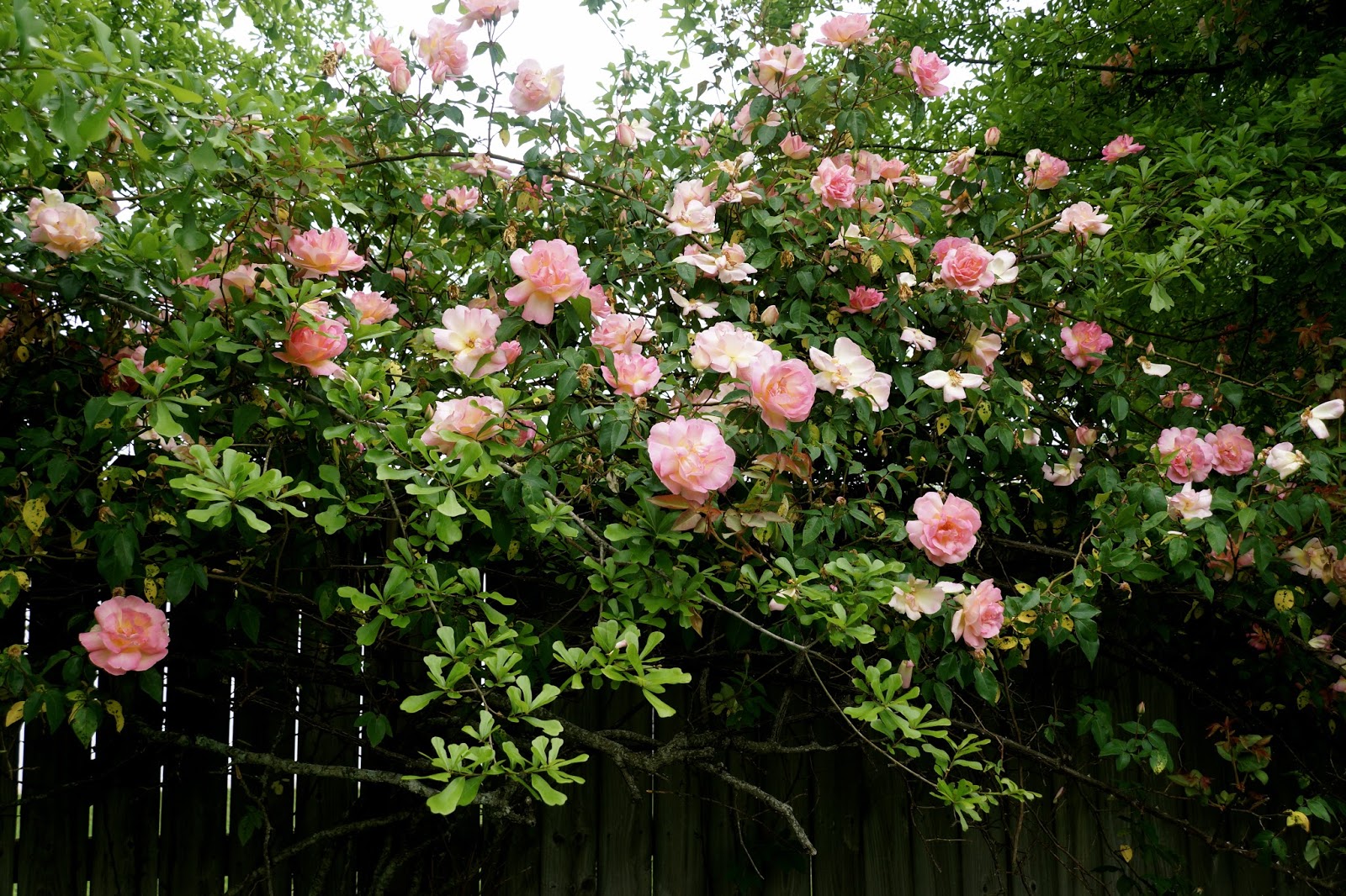THE FRENCH HUTCH: ROSE GARDEN TEA FOR TWO