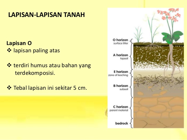 GEOGRAFI LINGKUNGAN: ZONE LAPISAN DAN TINGKAT KESUBURAN TANAH