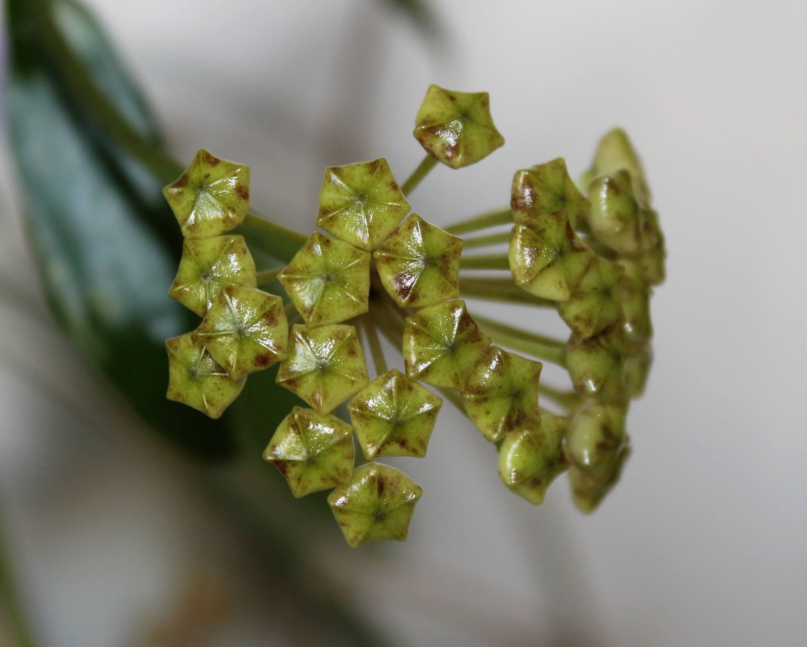 Hoyaa Hoya 2: Hoya Verticilla.