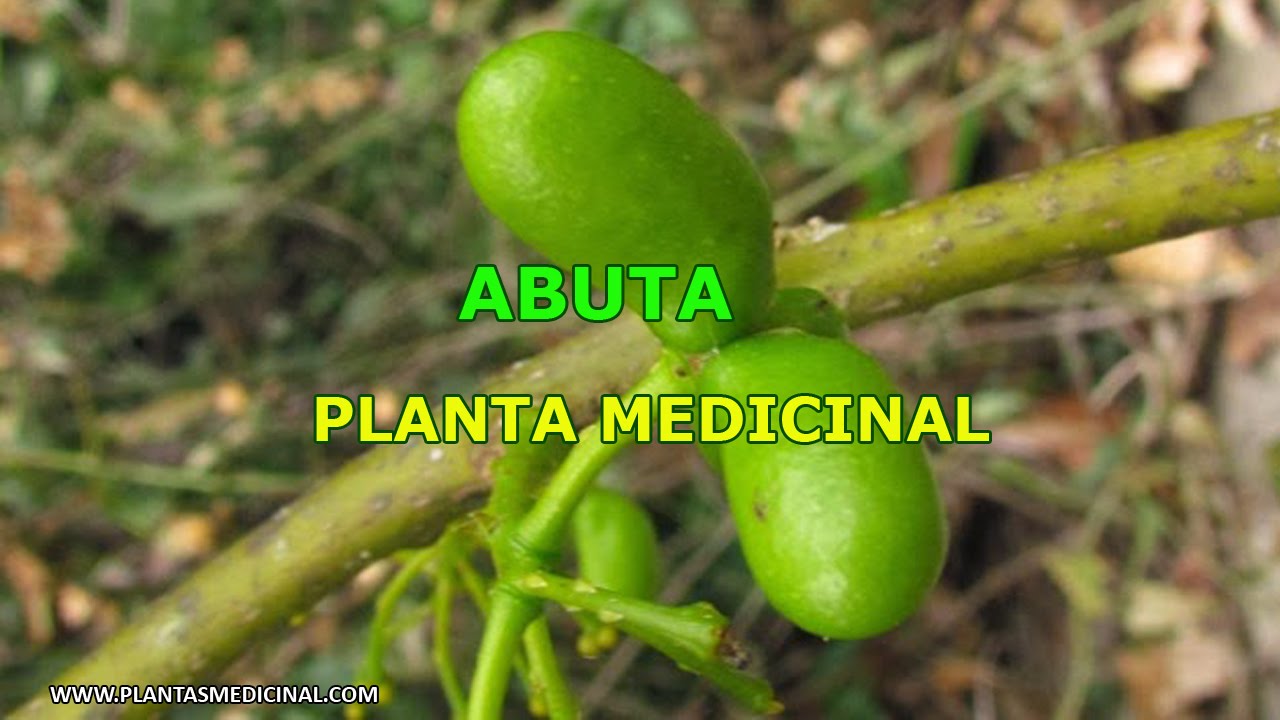 plantas medicinales de la selva
