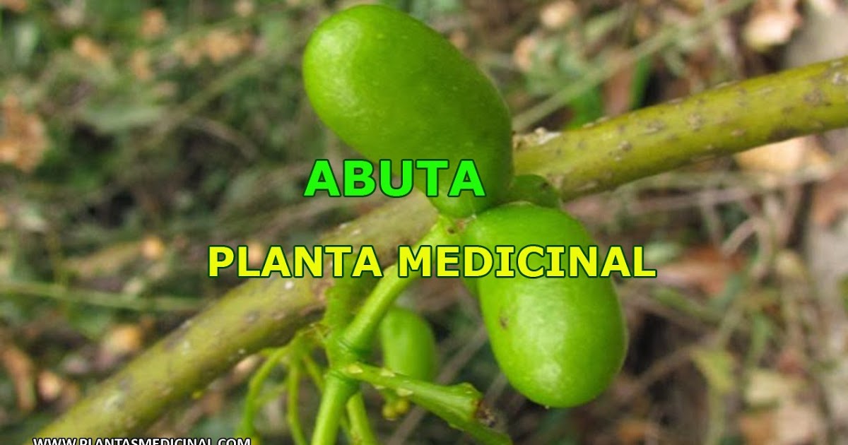 plantas medicinales de la selva