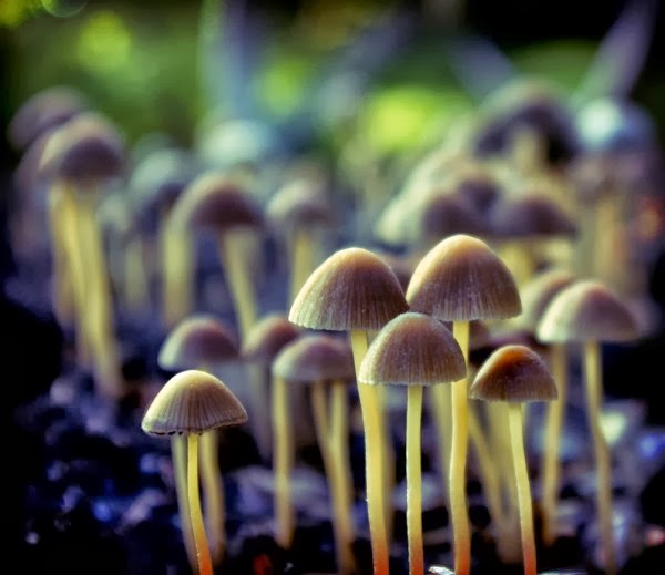 Michael s Photography Depth Of Field Examples Michael s Photography Depth Of Field Examples