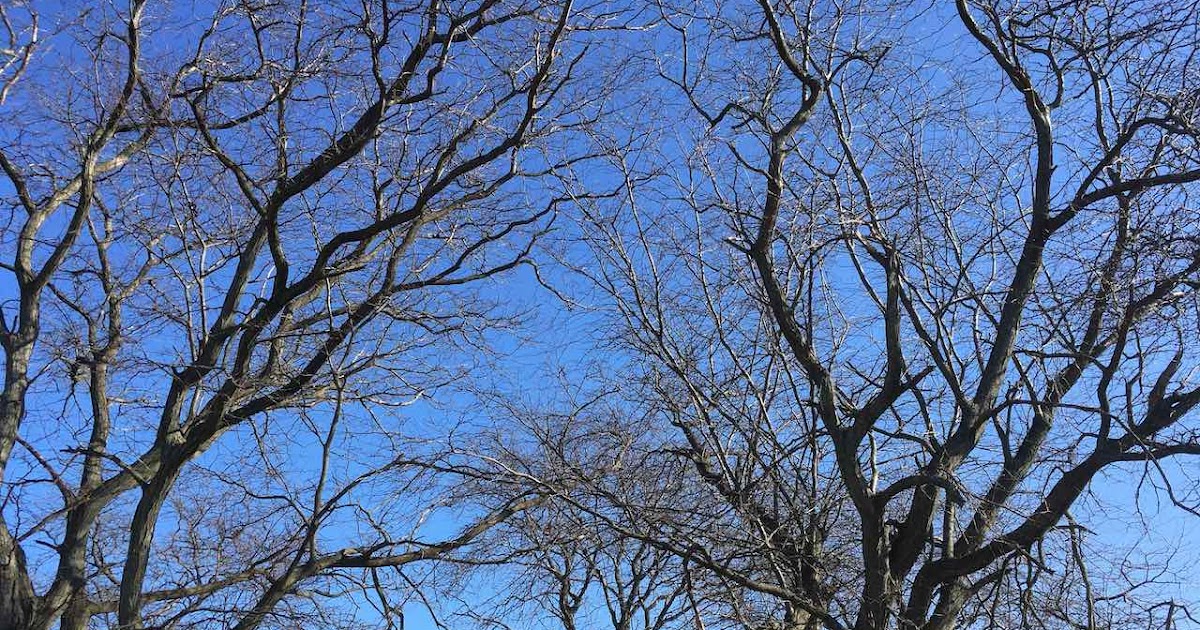 Rensselaer Adventures The Trees Are Bare rensselaer-adventures-the-trees-are-bare
