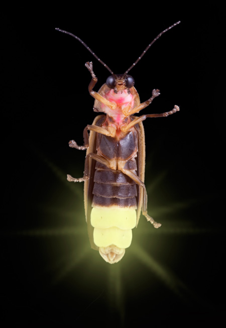 Synchronous fireflies put on magical RV Short Stops - RV Travel