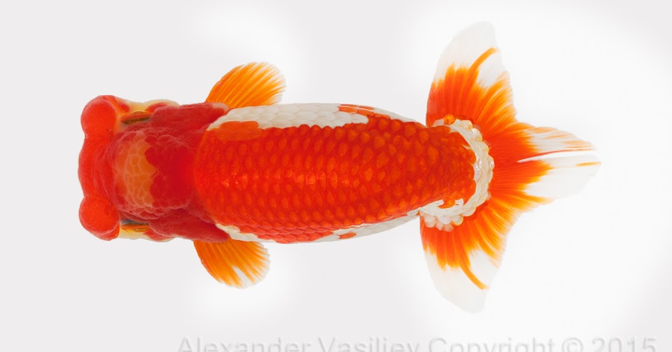 HIGH RANCHU: VISION OF A PERFECT RANCHU