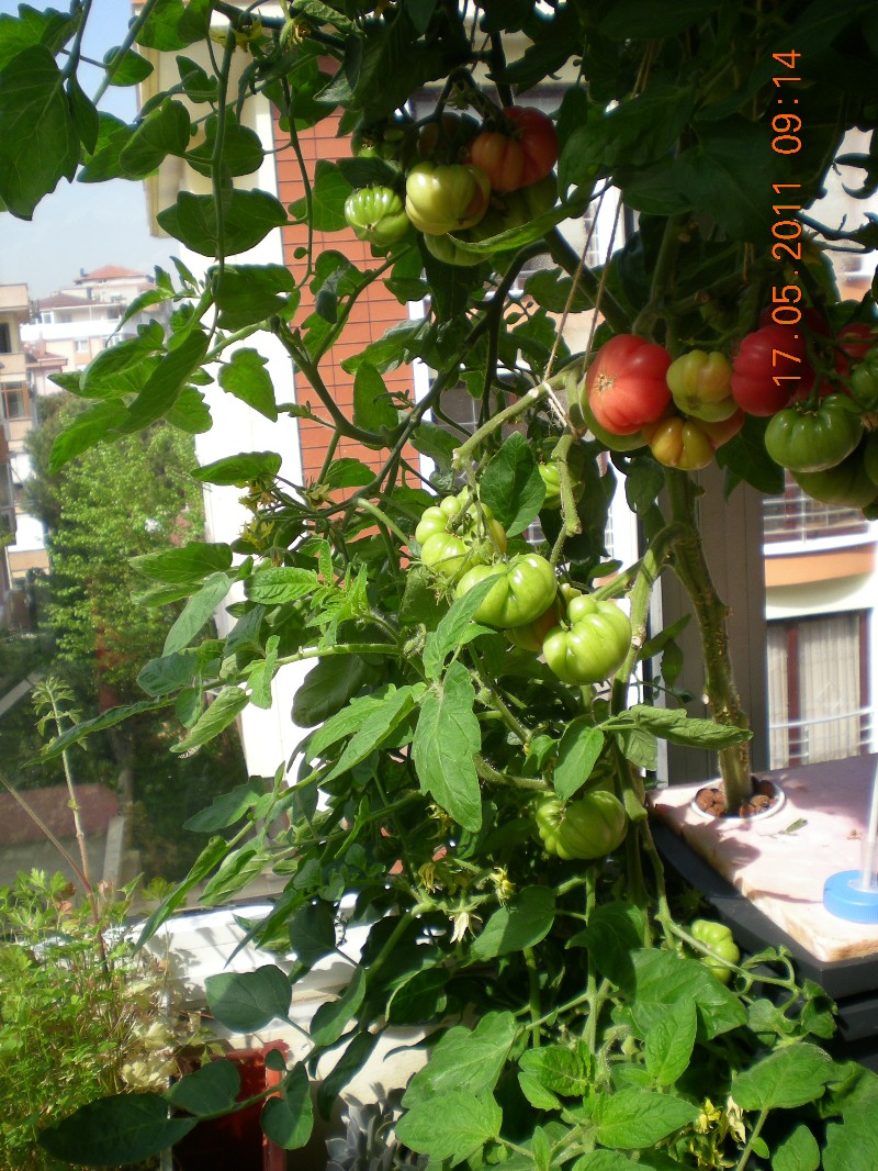 BALKONDA TOPRAKSIZ TARIM: Pembe Domates