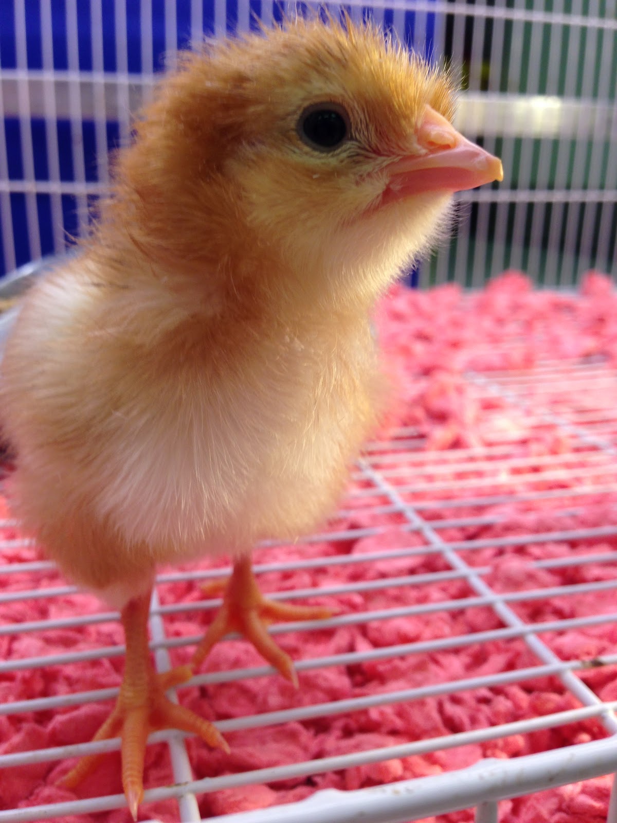 4 Chicks and a Sale! | Superlative Science