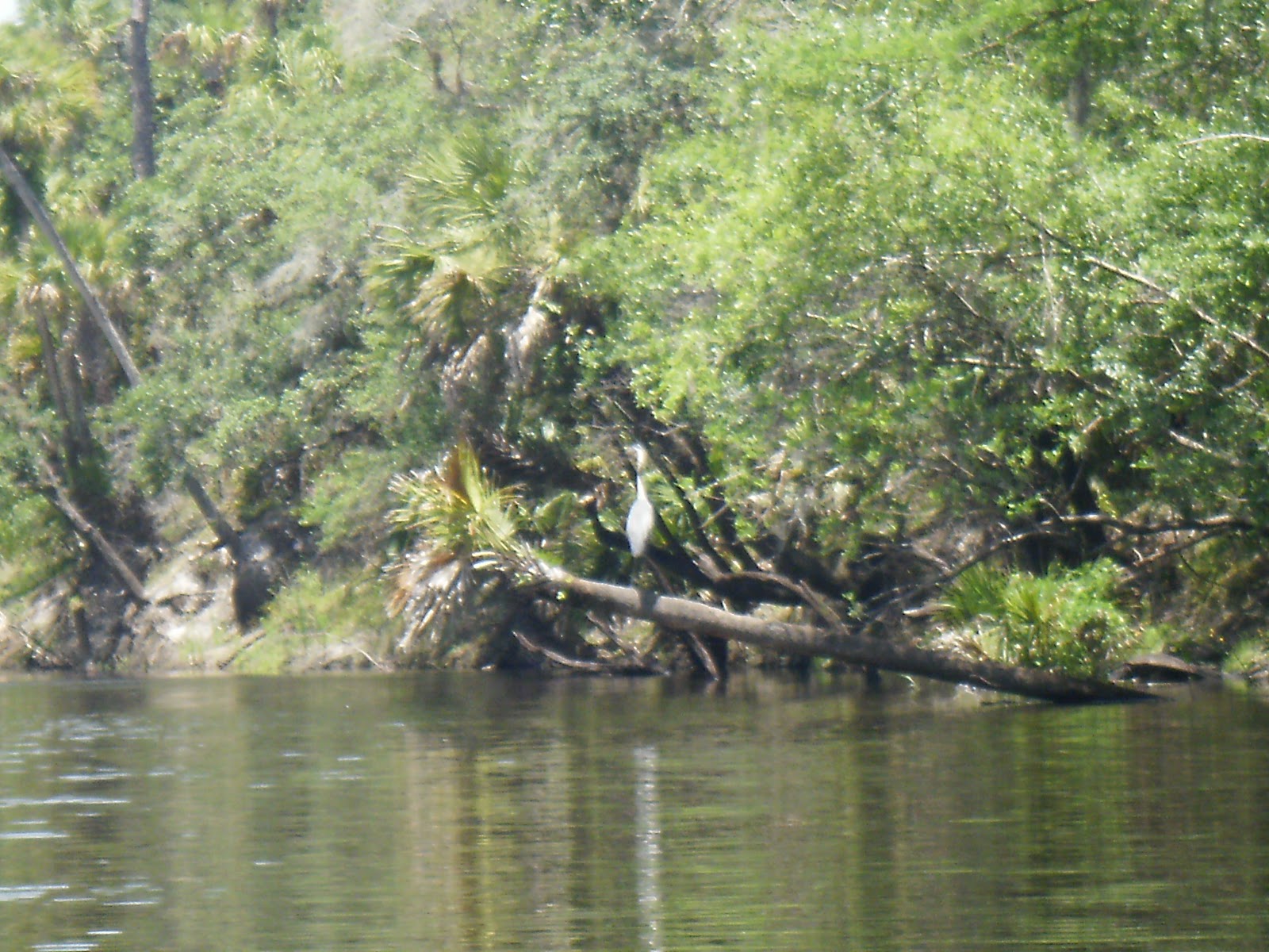 Kayaking Econlockhatchee River ~ When 140 Characters Just Doesn't Cut It...