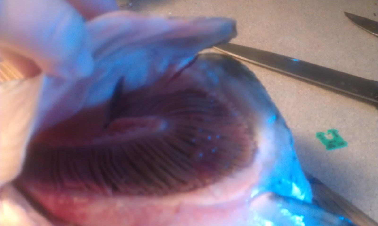 What The Hell is for Dinner?: Fish Heads, Fish Heads, Rolly-polly Fish ...