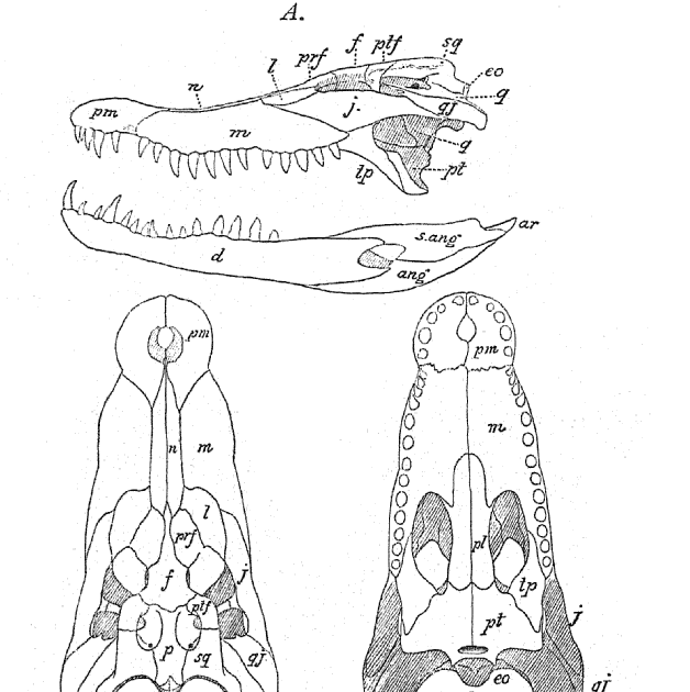 Biology of the Reptilia: Lab #3: Crocodiles - Chris K & Cait F