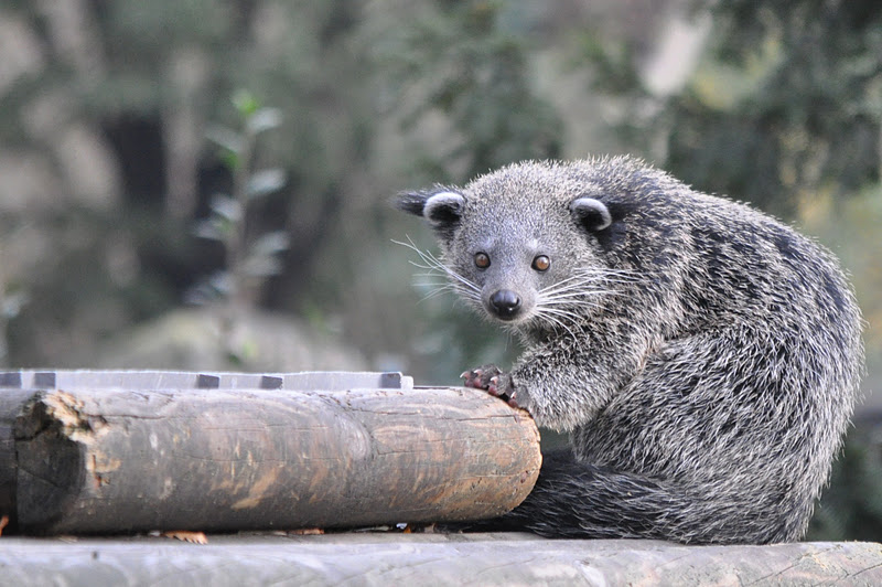 ZOOTOGRAFIANDO (6.100 ANIMALS): BINTURONG / BINTURONG (Arctictis binturong)