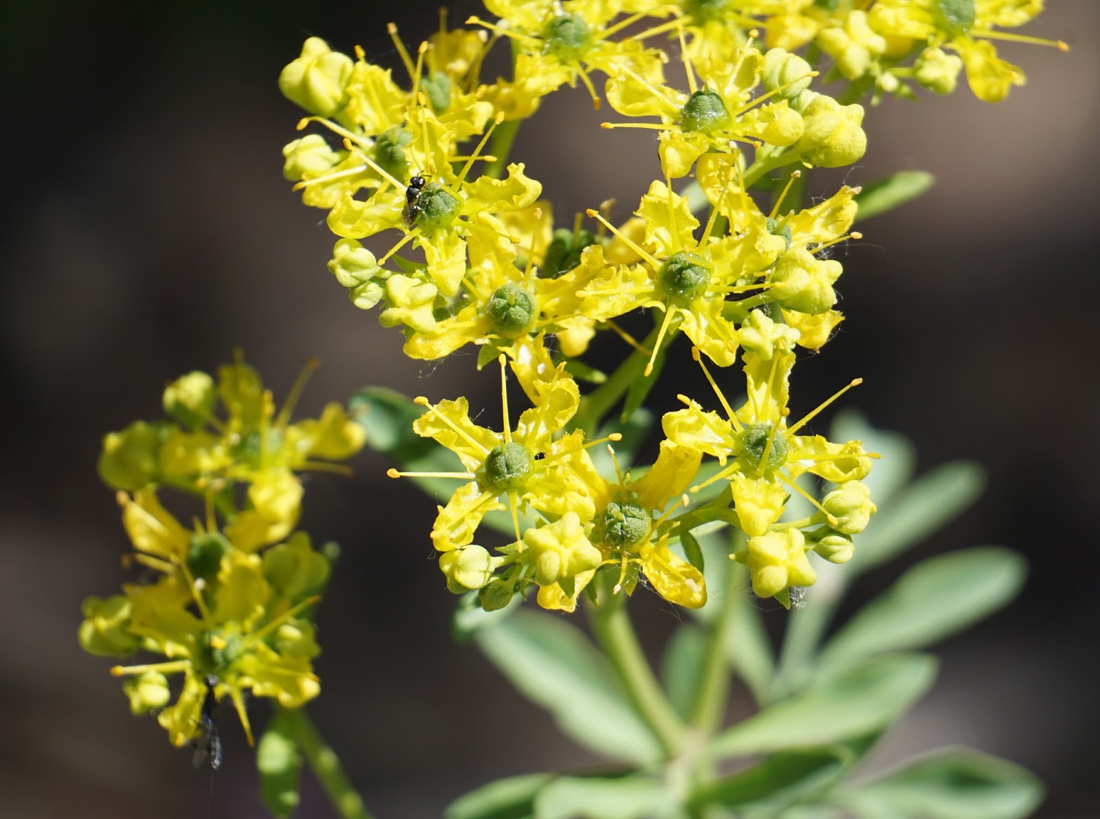 Plantas de Huerta Otea, Salamanca: Ruda (Ruta graveolens)
