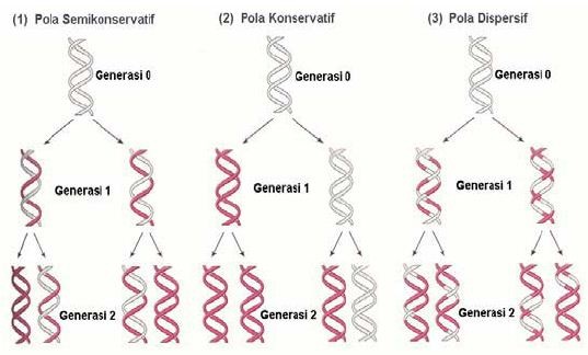BIOLOGI GONZAGA: SINTESA LEMAK