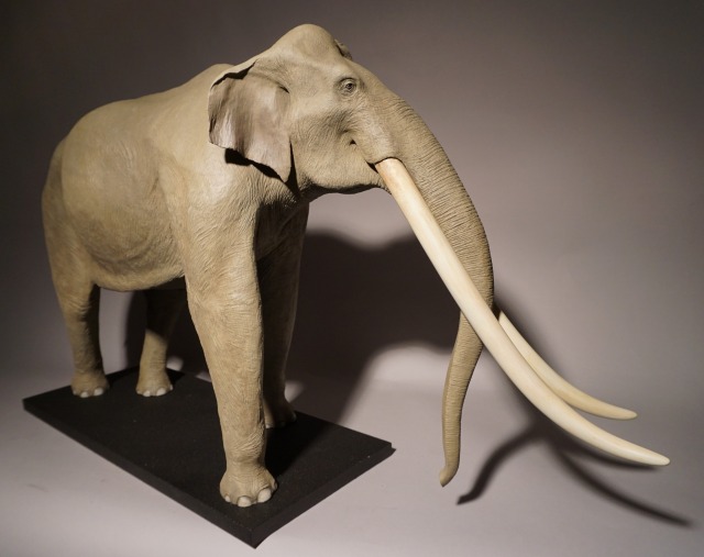 Hirokazu Tokugawa's Paleo Sculpture: Stegodon zdanskyi (2019)