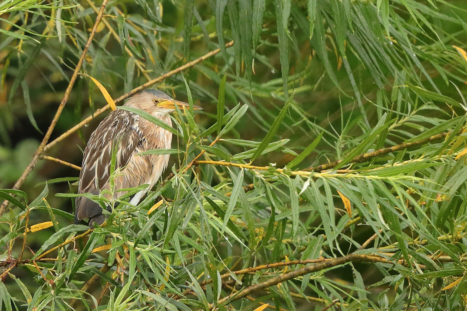 OISEAUX de Jean-Pierre CAPPE: Belgique, Blongios nain et rouges-gorges ...