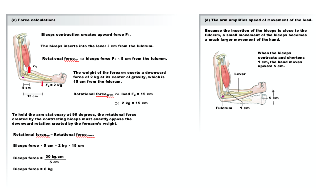 Physics 111: Fundamental Physics I: The Physics of Muscles