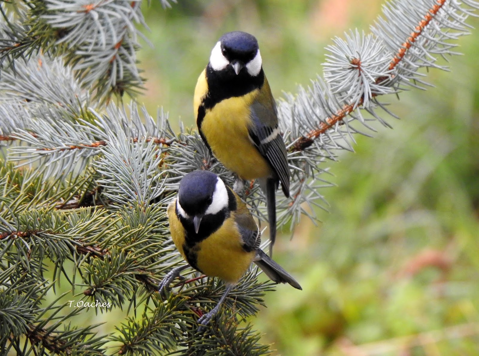 PASARI DIN ROMANIA: PITIGOI MARE, Parus major