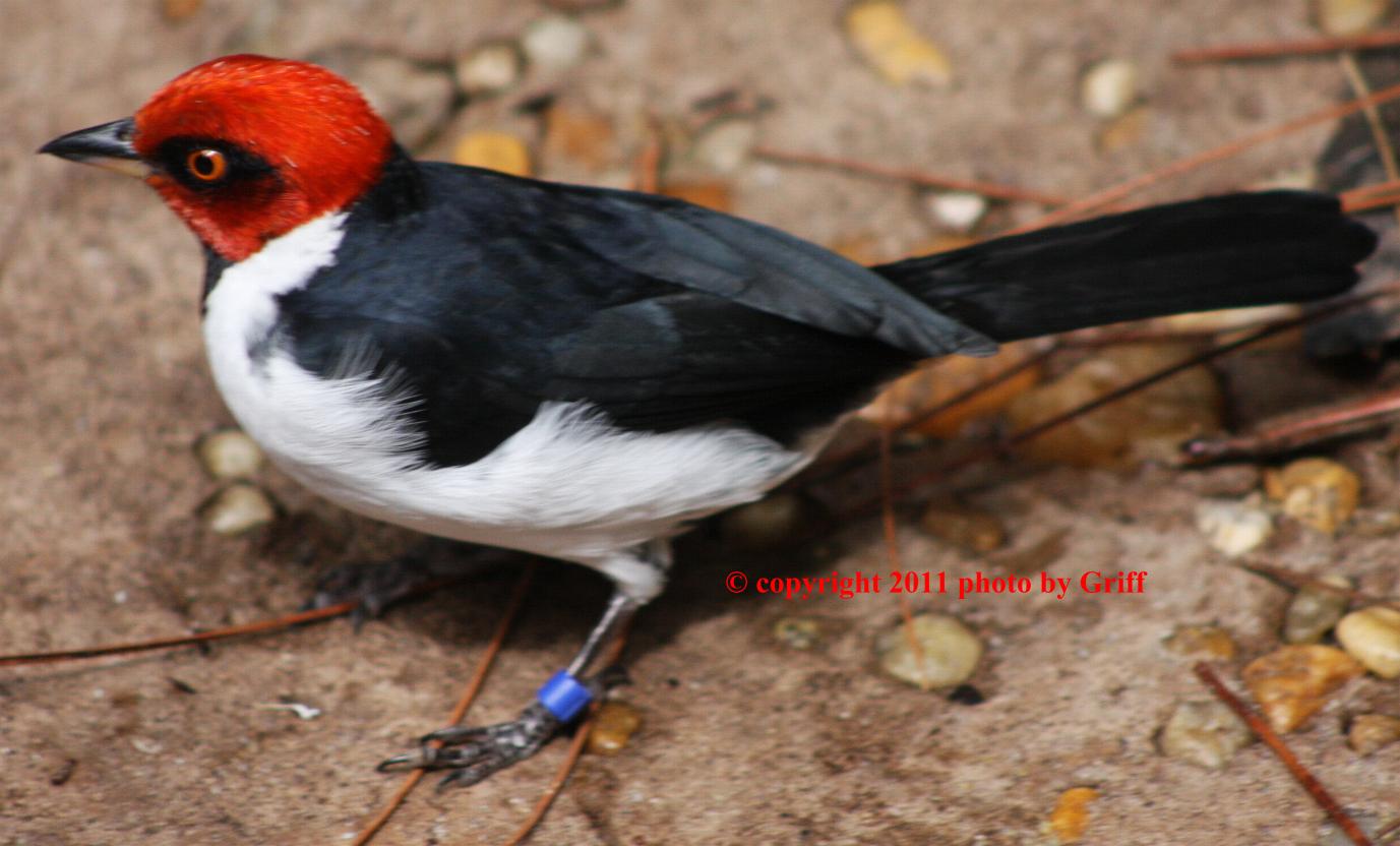 Griff's Bird Photos: Cardinal (Red Capped)