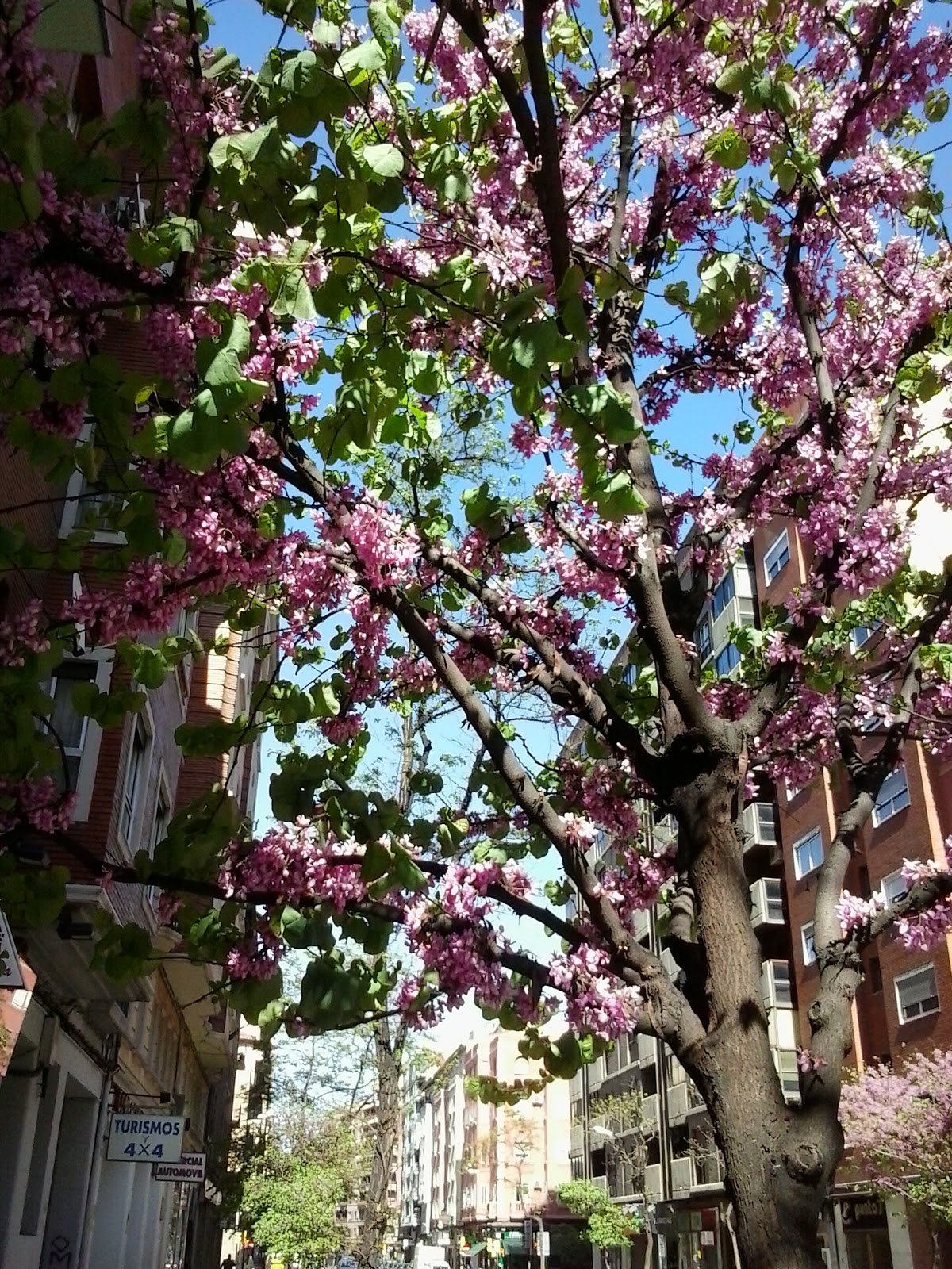 Jaca in English: Judas Tree