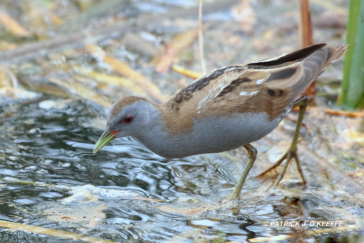 Raw Birds: waterbird