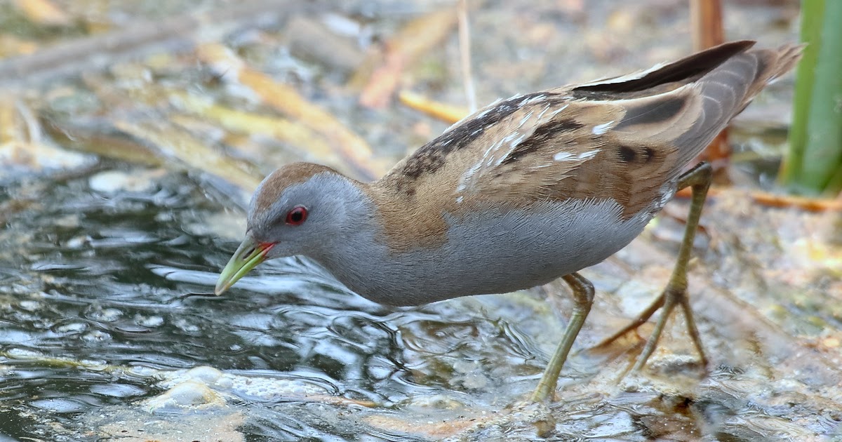 Raw Birds: LITTLE CRAKE (Male) (Porzana parva) Techniti Limni Agia ...