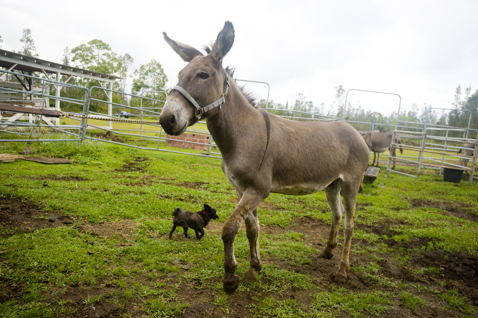 Elyse Butler Mallams - Hawaii Photographer: Saving the Kona ...