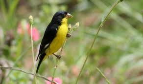 CONSERVACION DE LA FAUNA: AVES DEL CAQUETA