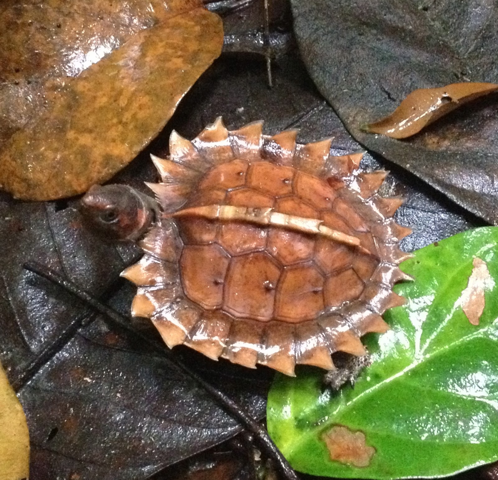 GEAR UP, GET OUT: Spiny Hill Terrapin (Heosemys spinosa)