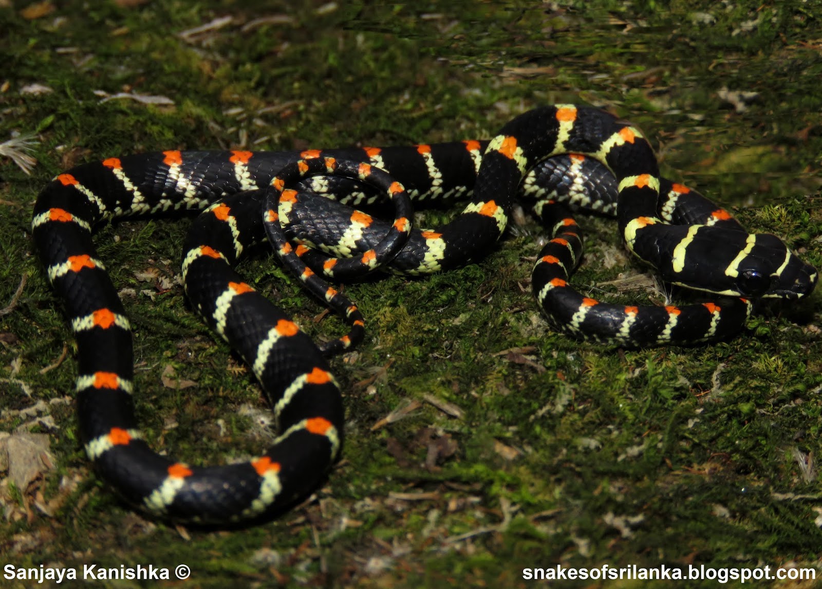 Ornate Flying Snake/මල්සරා (Chrysopelea ornata-Shaw, 1802)