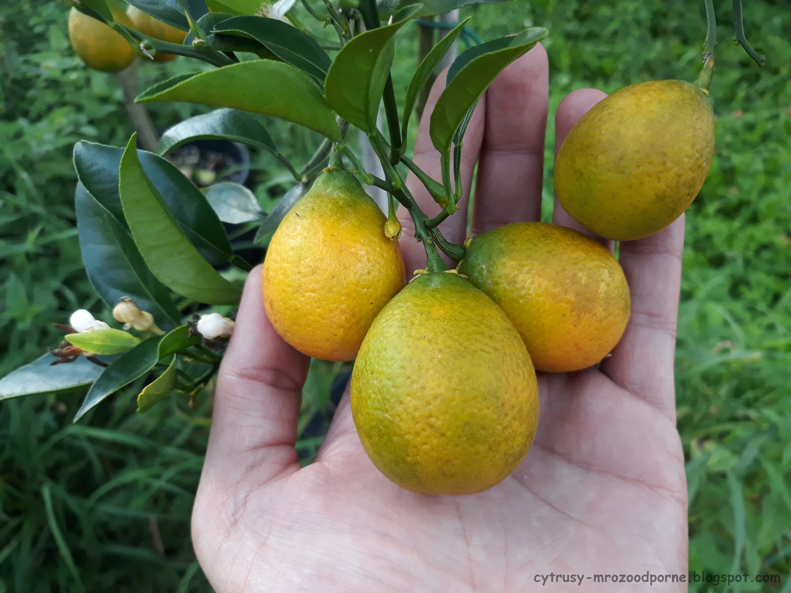 Cytrusy Mrozoodporne: Citrangequat Thomasville