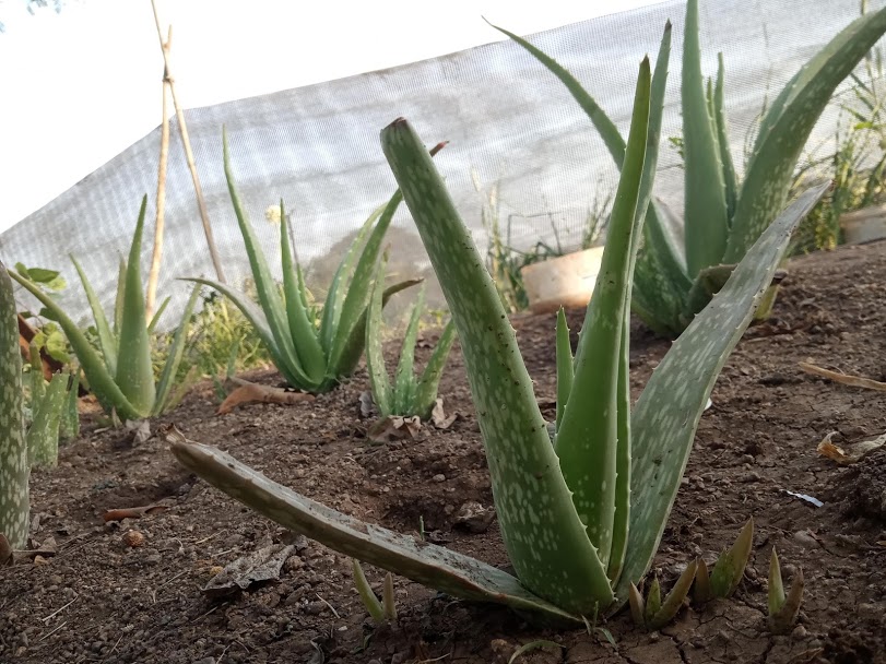 'Top Secrets of Aloe vera -Benefits, uses and drawbacks.' - The Amazing ...