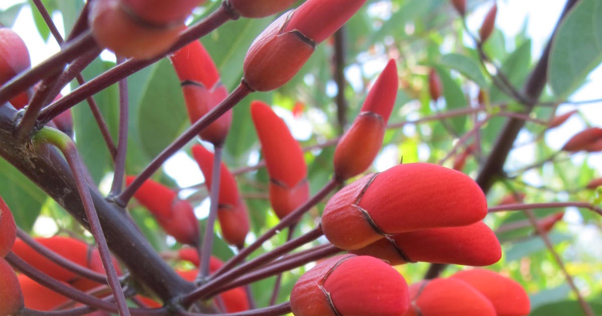 Fabaceae - Leguminosae no Brasil: A família Leguminosae no Parque ...