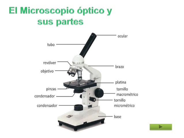 Biomercedarias: EL MICROSCOPIO ÓPTICO Y SUS PARTES