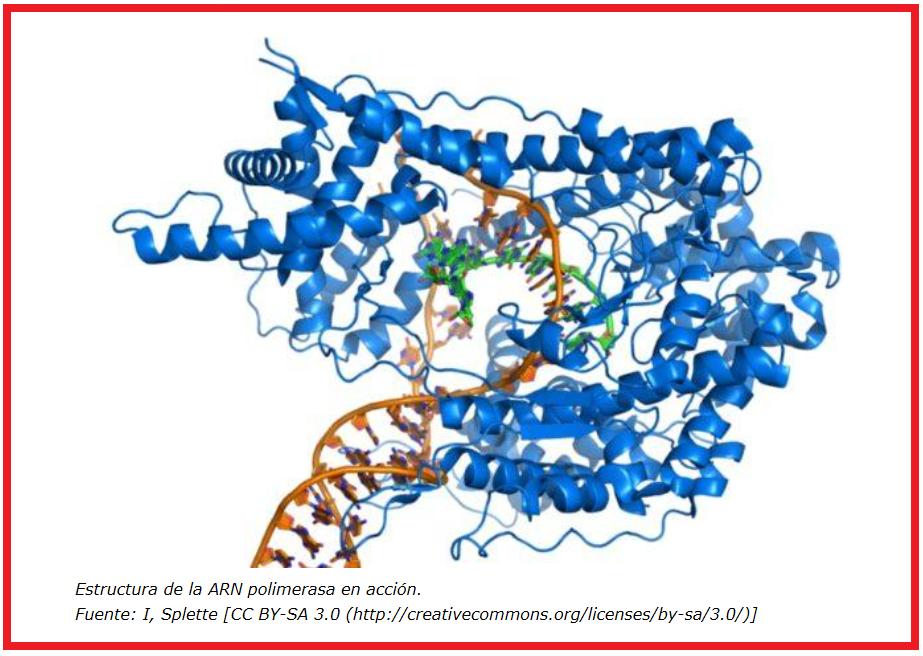 CURIOSIDADES CIENTÍFICAS : La RNA polimerasa y el proceso de TRANSCRIPCIÓN