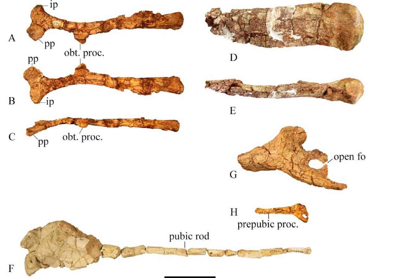 EL JOVE PALEONTÒLEG: Convolosaurus marri, el dinosaure dels ramats de ...