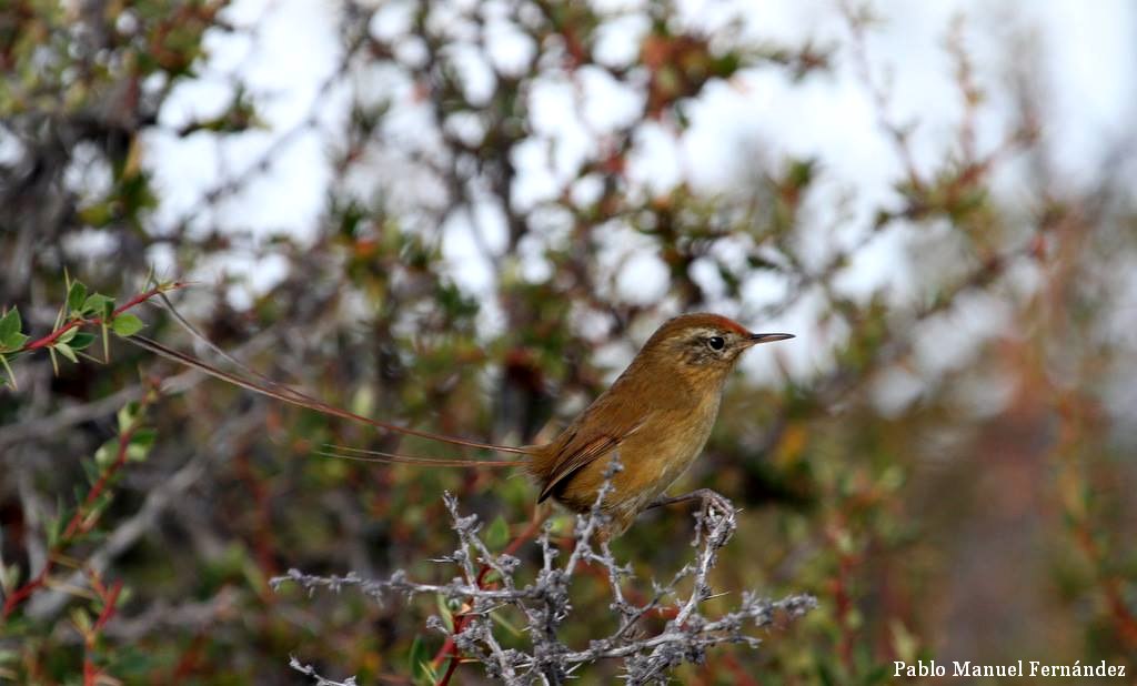 Aves de Argentina: Colilarga (Sylviorthorhynchus desmursii)