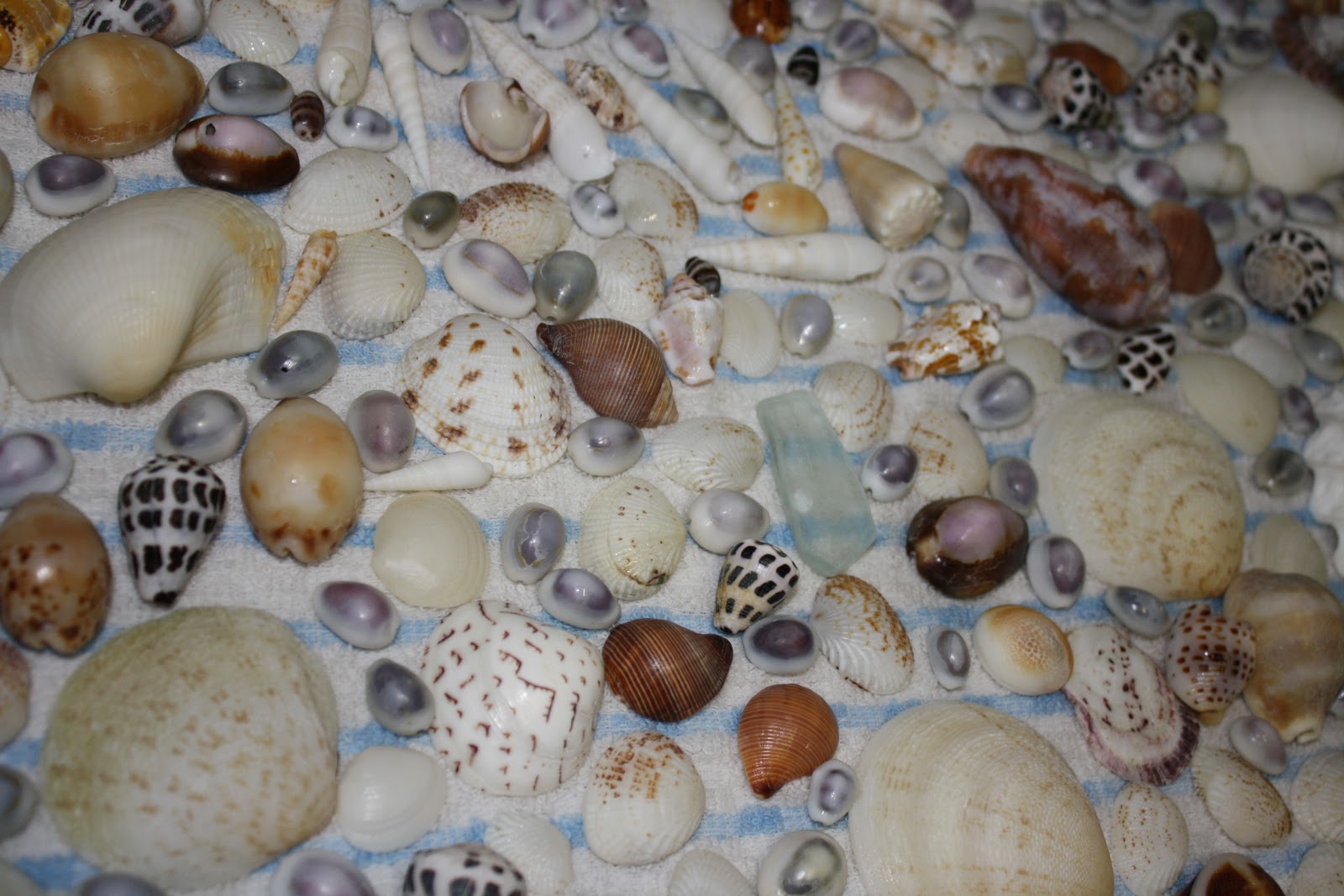 Melissa's Adventures in Tonga: Ten Things I've Loved About Tonga