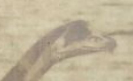 LOCH NESS MONSTER: The Surgeon's Photo and Long Necks