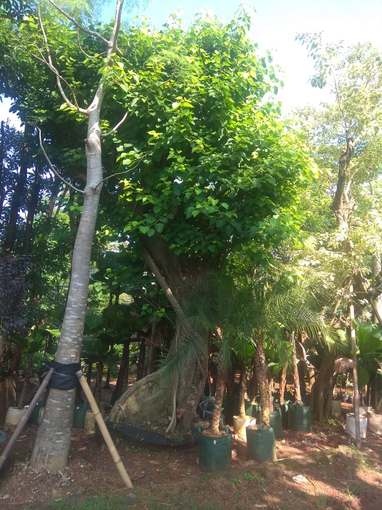 pohon bodhi tree
