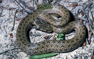 Poisonous Snakes in Portugal